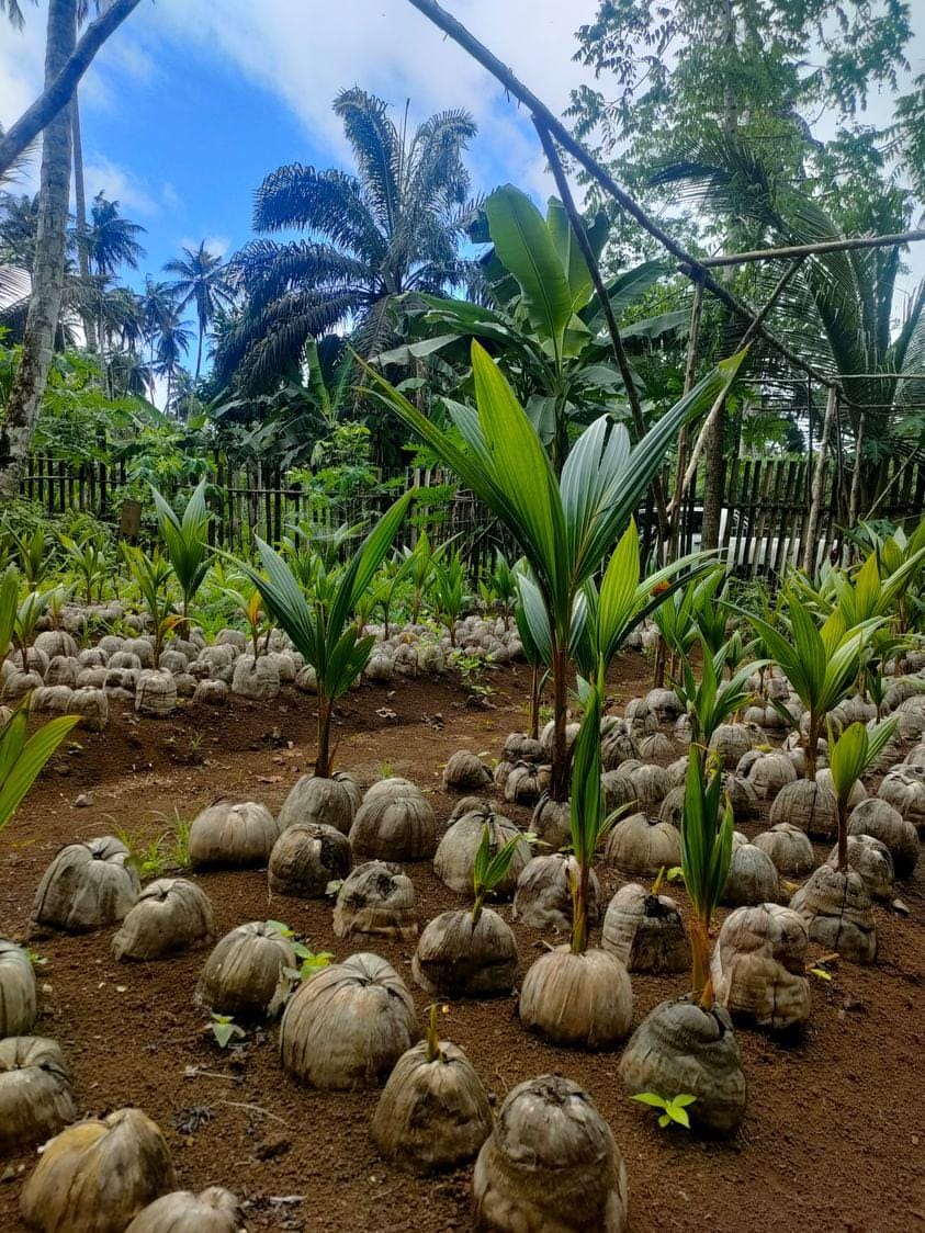 Desenvolvimentos e Perspetivas do Coco em São Tomé e Príncipe